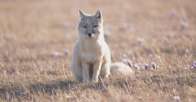 Rare corsac fox couple spotted foraging on grassland in north China's ...