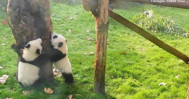 Footage captures adorable moments of panda cubs climbing tree, waking ...