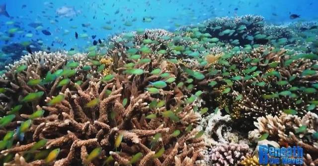 China races to save coral reefs in South China Sea