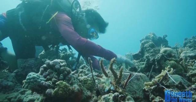 China joins global coral reef protection