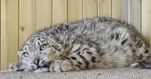 Seriously injured snow leopard cub remarkably recovering in northwest China