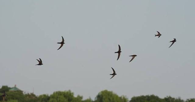Conservationists complete banding work for Beijing's beloved swifts