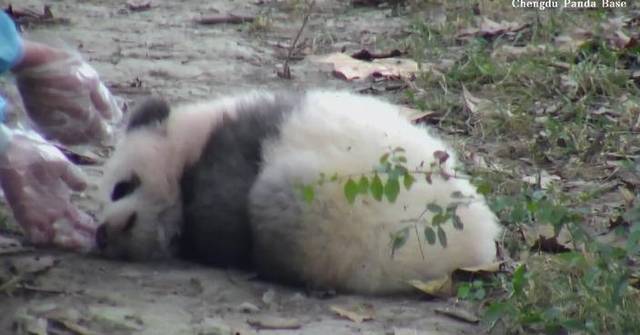Sleepy giant panda cub resists keeper's wake-up call