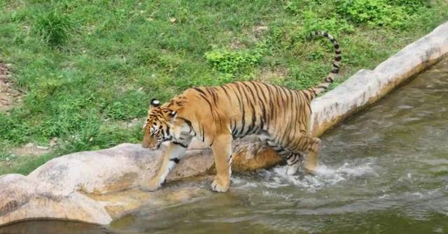 China's largest training base for rewilding South China Tigers put into ...
