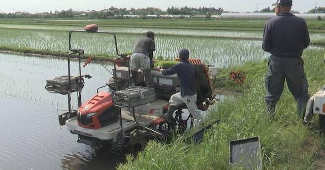 Declining rice price in Japan poses high pressure on growers