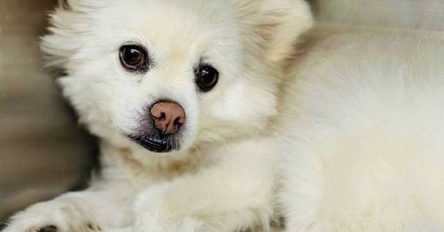 NEL Animal Cardiovascular Center Performs World’s First Surgical ...