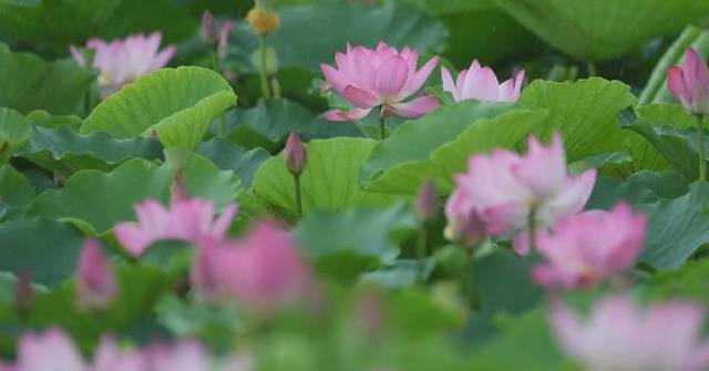 Lotus flowers bloom at Yellow River Delta wetland