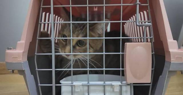 High-speed rail pet consignment service expands to 25 stations across China