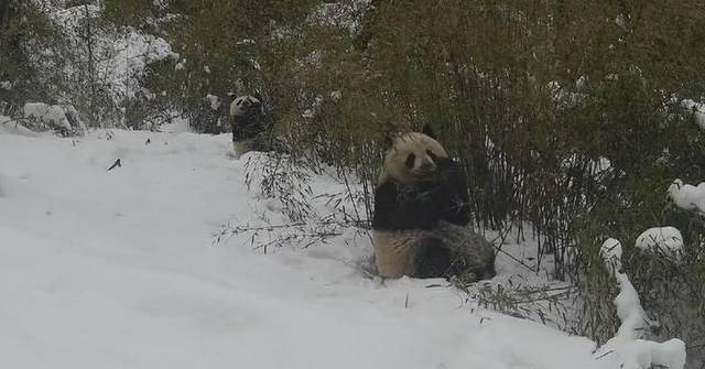 Infrared cameras capture wild panda moms, cubs in Shaanxi nature reserve