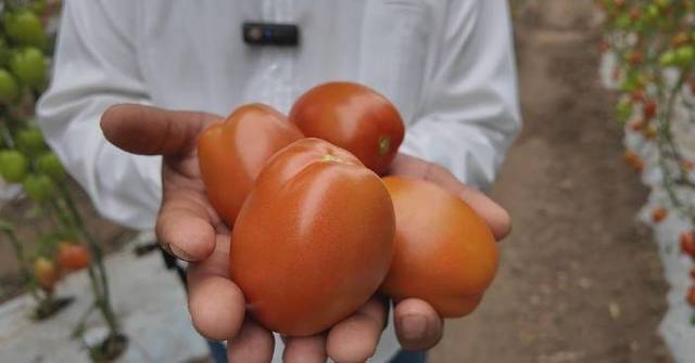 Mexican tomato growers brace for industry-wide impact from US tariff