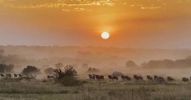 Tourists swarm into East Africa for witnessing wildlife migration