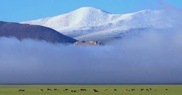 Xizang embraces tech-powered monitoring to transform wildlife ...