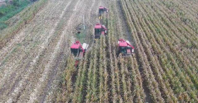 Modern farm machinery facilitates China's autumn harvest