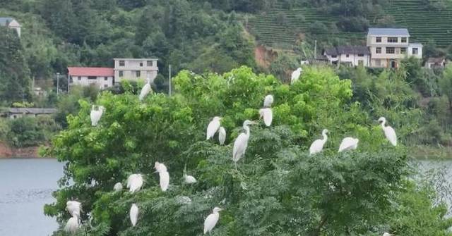 Annual avian spectacle unfolds along China's "millennial migratory ...