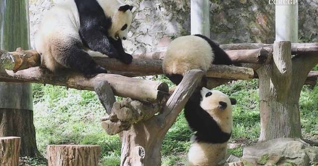 Giant panda cubs enjoy playtime at China’s giant panda research center