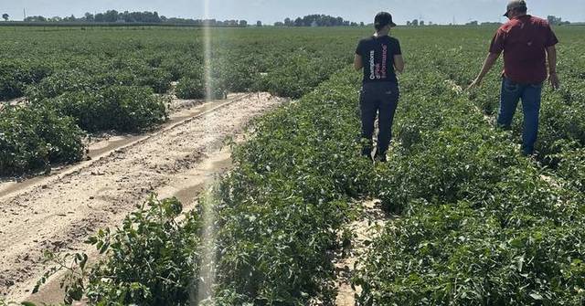 NewLeaf Vegetable Transplant Technology Launches in California