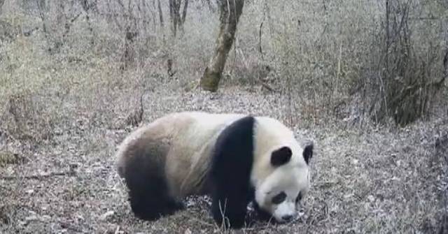 Wild pandas captured on cameras in northwest China's Shaanxi