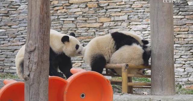 Infrared camera captures giant panda mom mediating in kids' fighting