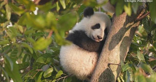 Adorable panda cubs show calm, playful energy at Chengdu base
