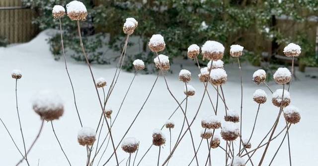 Snow protects your garden beds like winter mulch. Trees might need some ...