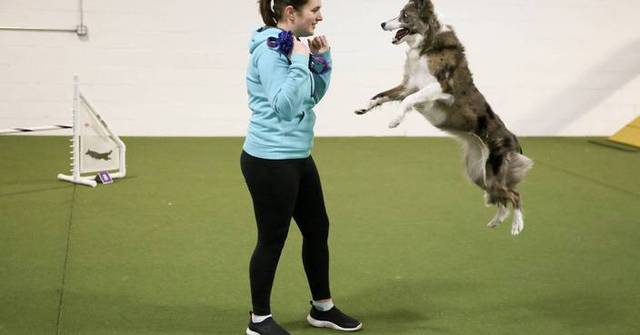 Wowed by the agility dogs at the Westminster show? Handlers explain how ...