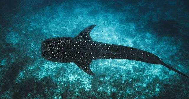 Maldives Launches Tech4Nature Project to Safeguard Iconic Whale Sharks