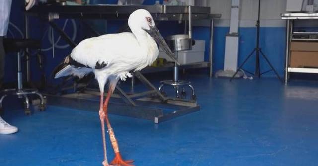One-legged stork finds feet again after being fitted with custom ...