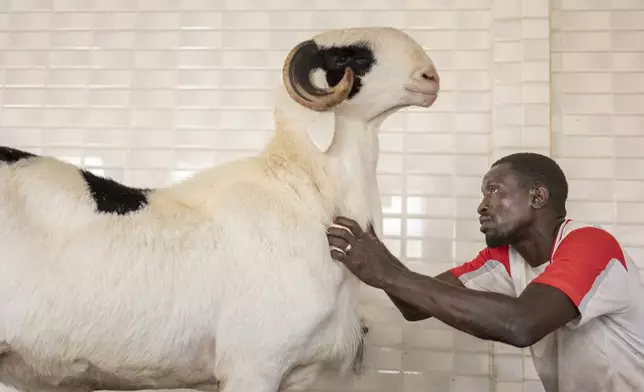 On Eid al-Adha, Senegal's star sheep are for luxury, not sacrifice